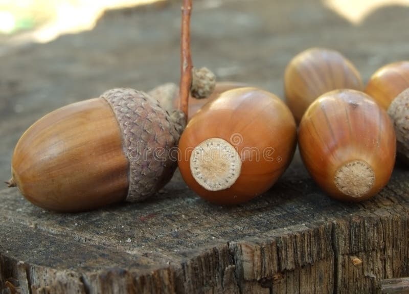 Acorns stock photo. Image of acorn, forest, autumn, season - 16268324