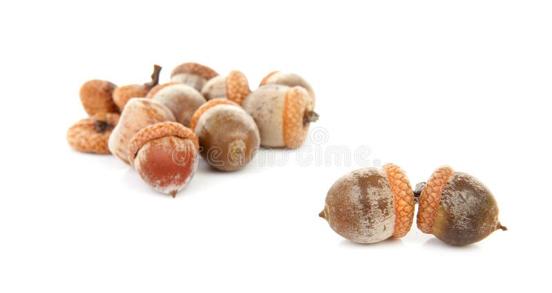 Acorns stock image. Image of isolated, nuts, fall, food - 16329033