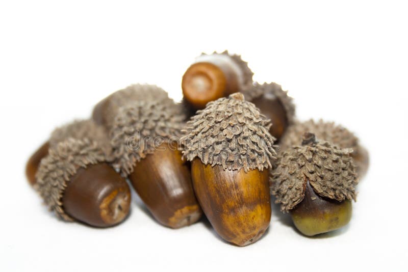 Acorn stock image. Image of isolated, nuts, acorns, stack - 52547