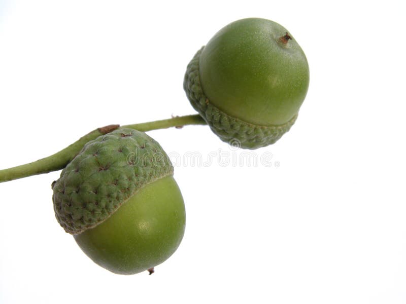 Acorn stock image. Image of isolated, nuts, acorns, stack - 52547