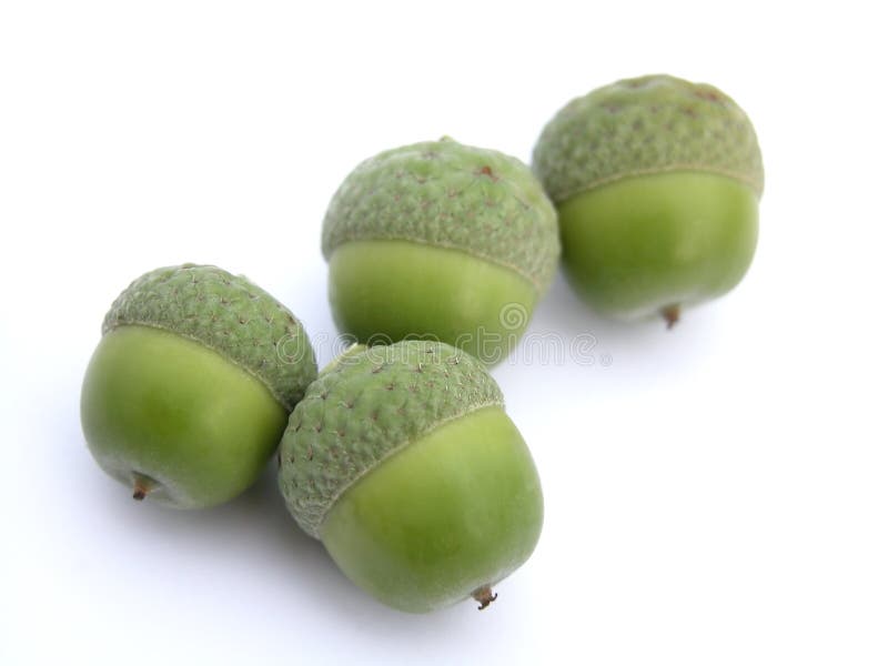 Acorn stock image. Image of isolated, nuts, acorns, stack - 52547