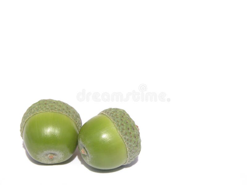 Acorn stock image. Image of isolated, nuts, acorns, stack - 52547