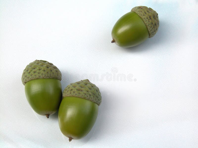 Acorn stock image. Image of isolated, nuts, acorns, stack - 52547