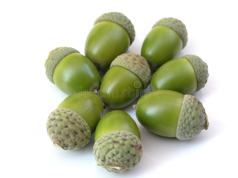 Acorn stock image. Image of isolated, nuts, acorns, stack - 52547
