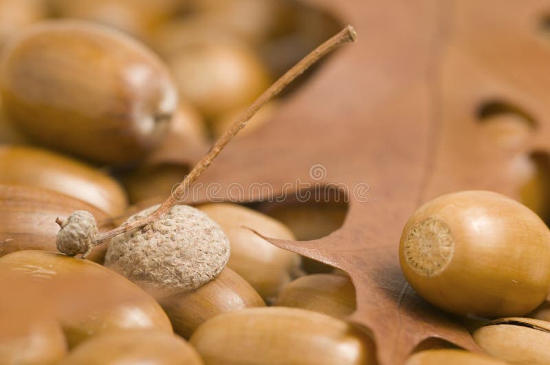 Acorns stock image. Image of food, horizontal, shells - 23762529