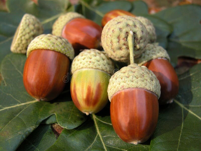 Acorn stock image. Image of details, forest, fruit, trees - 218603