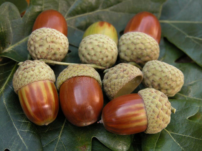 Acorn stock image. Image of isolated, nuts, acorns, stack - 52547
