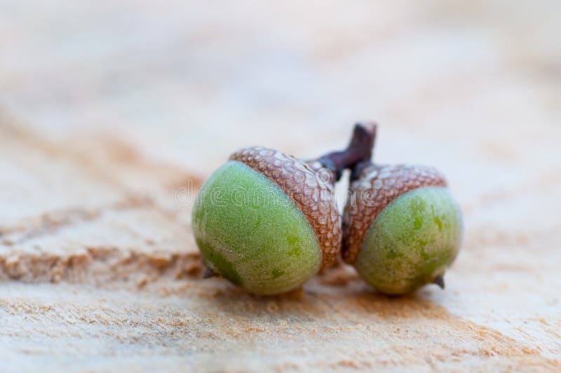 Acorn stock image. Image of isolated, nuts, acorns, stack - 52547