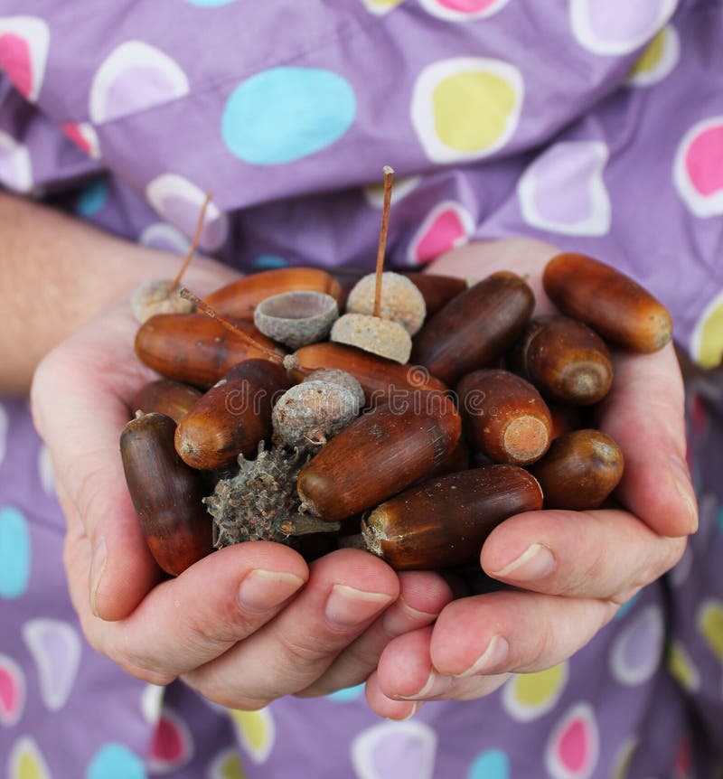 Acorns stock photo. Image of nature, fruit, macro, botany - 27409466
