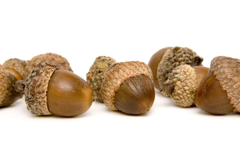Acorns stock image. Image of acorns, forest, autumn, trees - 123149