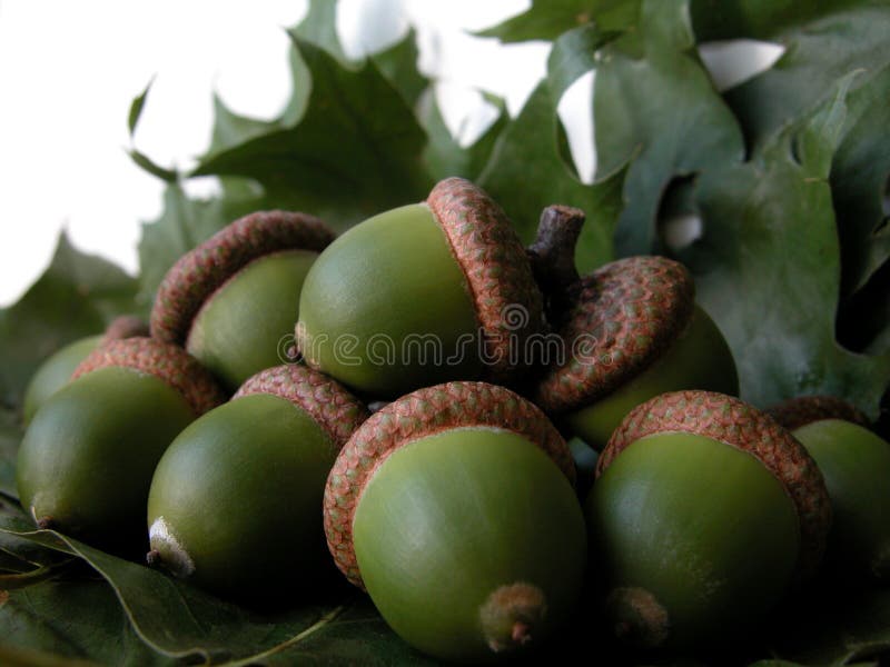 Acorn stock image. Image of isolated, nuts, acorns, stack - 52547