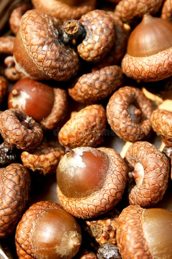 Acorns stock photo. Image of organic, close, multicolored - 6347720