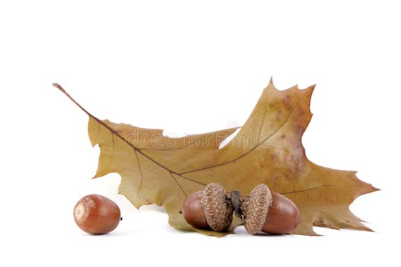 Acorns stock image. Image of brown, leaf, september, yellow - 6963925