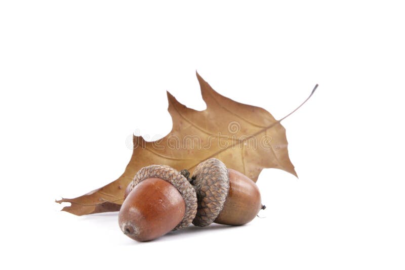 Acorn stock image. Image of september, color, branch - 12189259