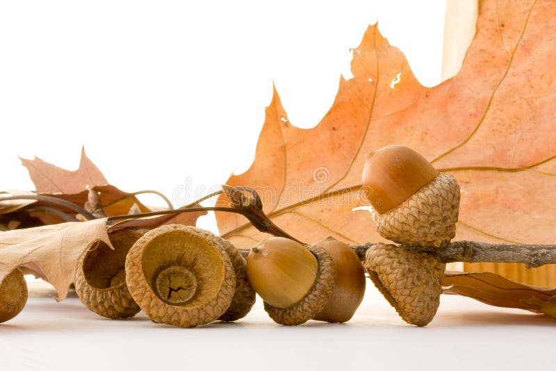 Five acorns stock image. Image of cultivation, start, evolution - 3376859