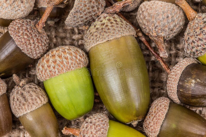 Acorns stock photo. Image of dried, closeup, background - 44421468
