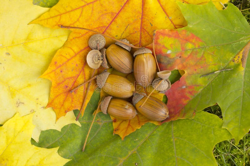 Acorns stock image. Image of colors, organic, dried, deciduous - 45134259