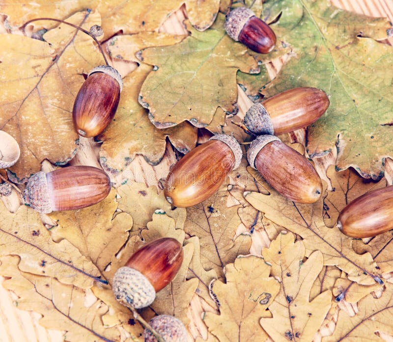 Acorns and Autumn Oak Leaves As Nature Background. Stock Image - Image ...