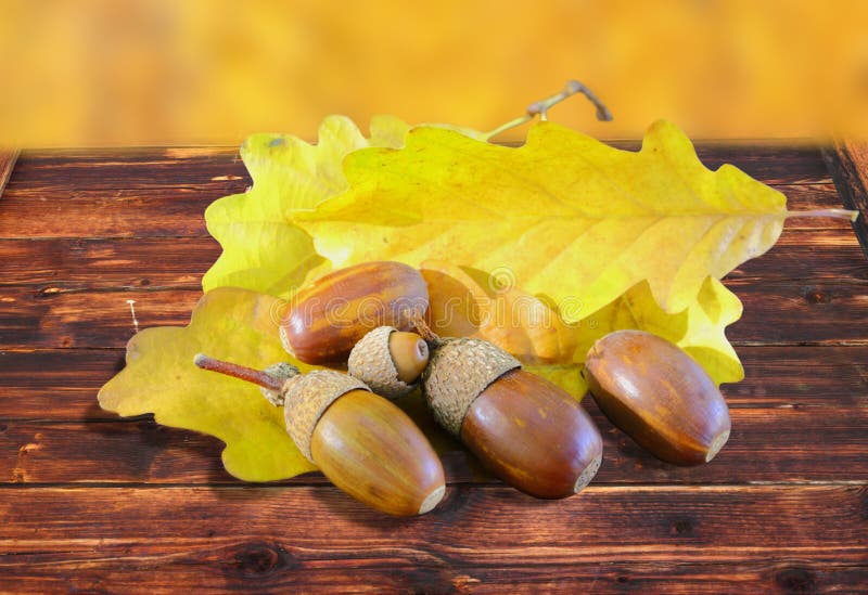 Acorns in autumn setting stock image. Image of foliage - 31243521