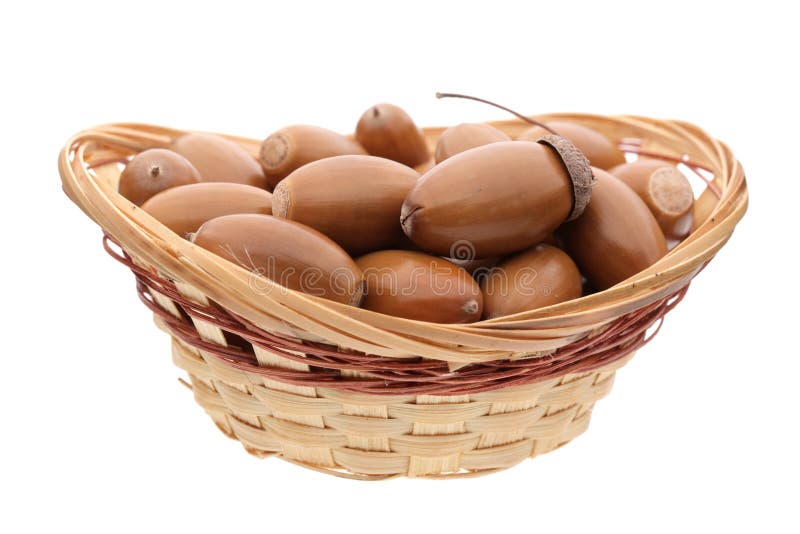 Acorns in basket stock photo. Image of acorns, seed, wicker - 10249622