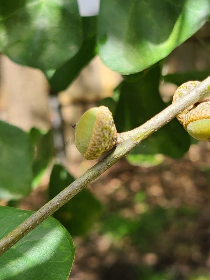 Acorns Beginning To Form on the Stem Stock Photo - Image of evergreen ...