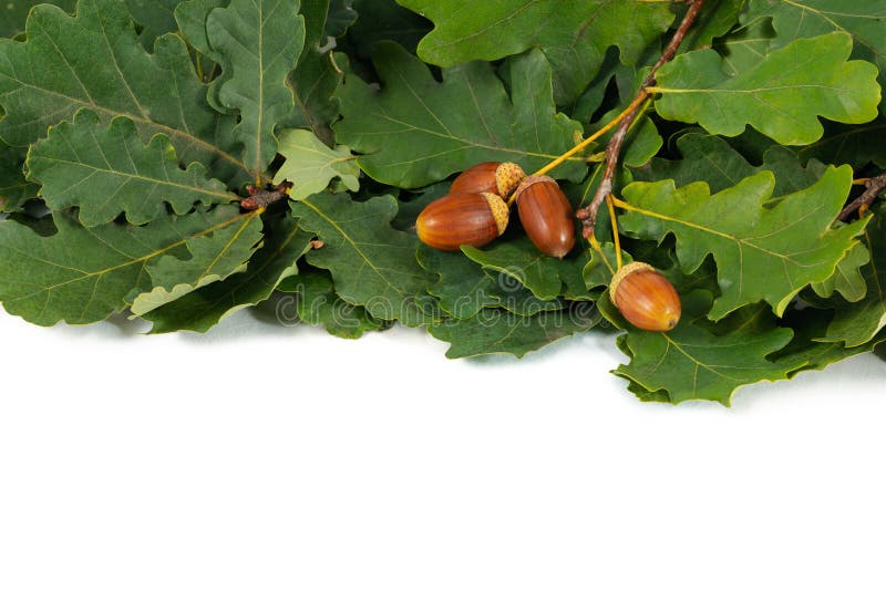 Acorns and Branch with Leaves White Background Stock Image - Image of ...