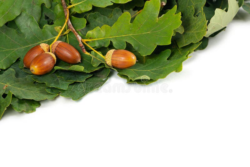 Acorns and Branch with Leaves White Background Stock Photo - Image of ...