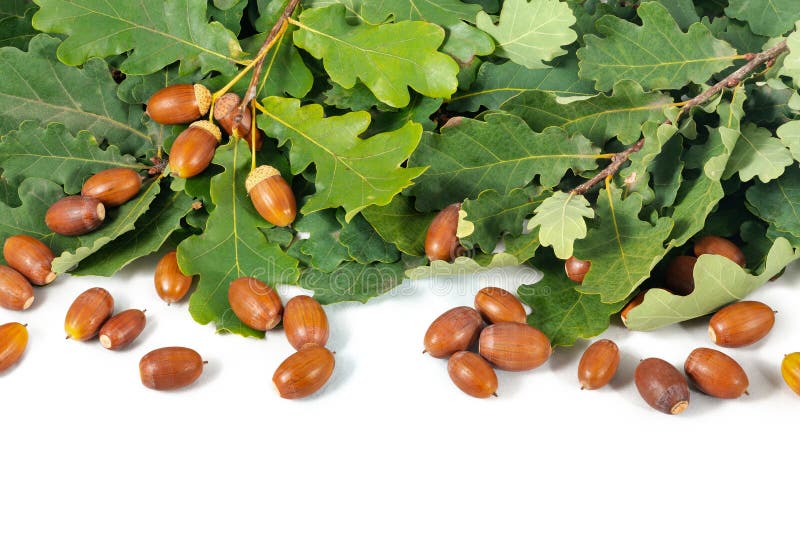 Acorns and Branch with Leaves White Background Stock Photo - Image of ...
