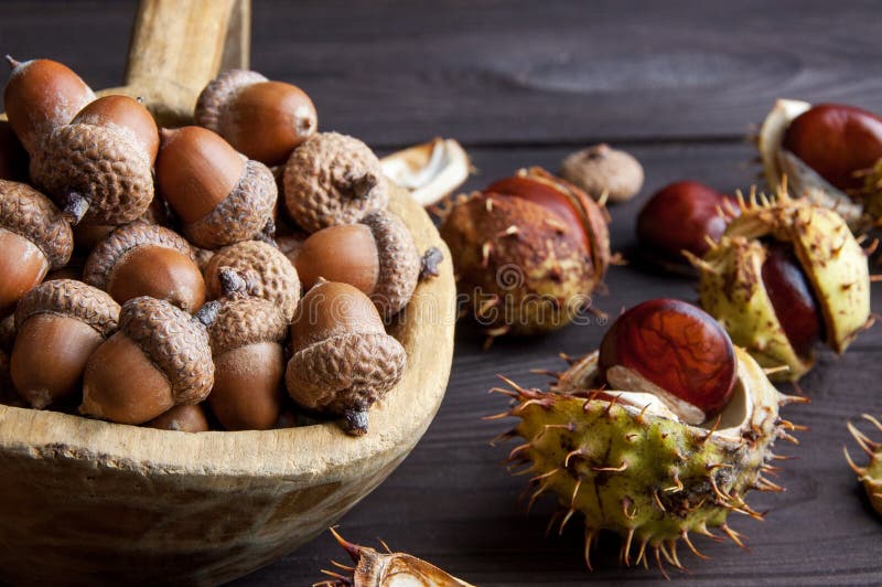 Acorns and Chestnuts on Brown Stock Image - Image of organic, nature ...