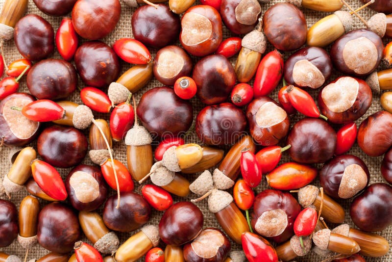 Colorful Acorns with One Small Oak Leaf Stock Image - Image of crafts ...