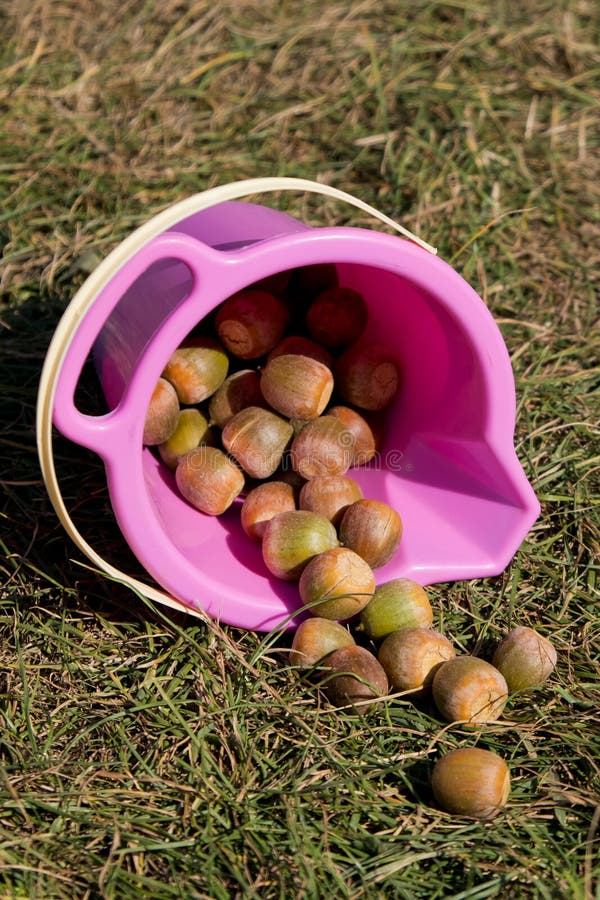 Acorns in a Children`s Bucket on the Lawn Stock Image - Image of park ...