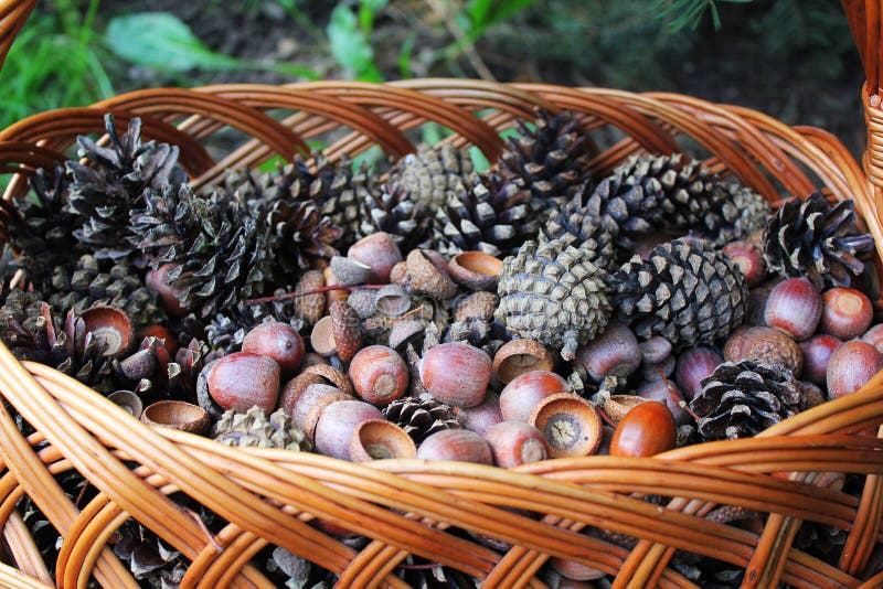 Acorns and Cones in the Wicker Basket Stock Photo - Image of acorn ...