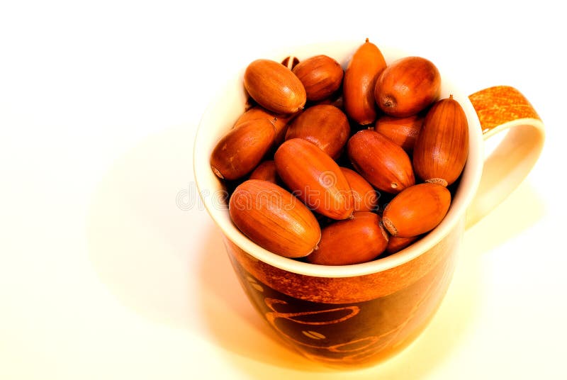 Acorns in the cup stock photo. Image of life, drink, fruit - 11171518