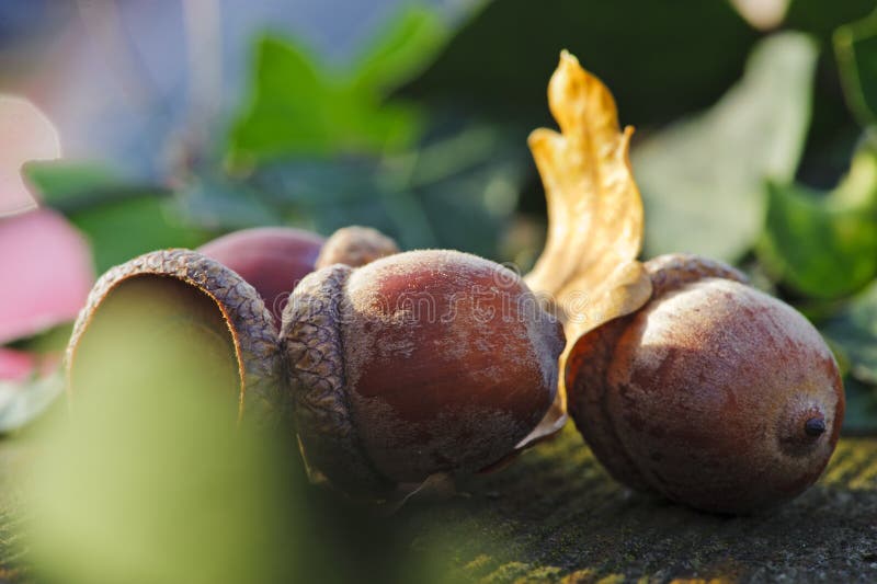 Acorns in the deciduous stock image. Image of fuzzy, leaf - 21873641