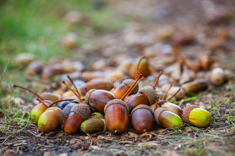 Acorns Different Maturity and Sizes Lie on the Floor Under the Oak Tree ...