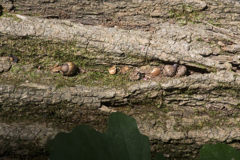 Acorns on fallen log stock image. Image of rough, remains - 121166289
