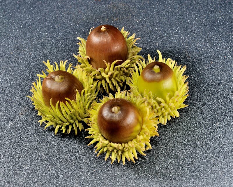 Acorns stock photo. Image of green, vegetable, organic - 44984074