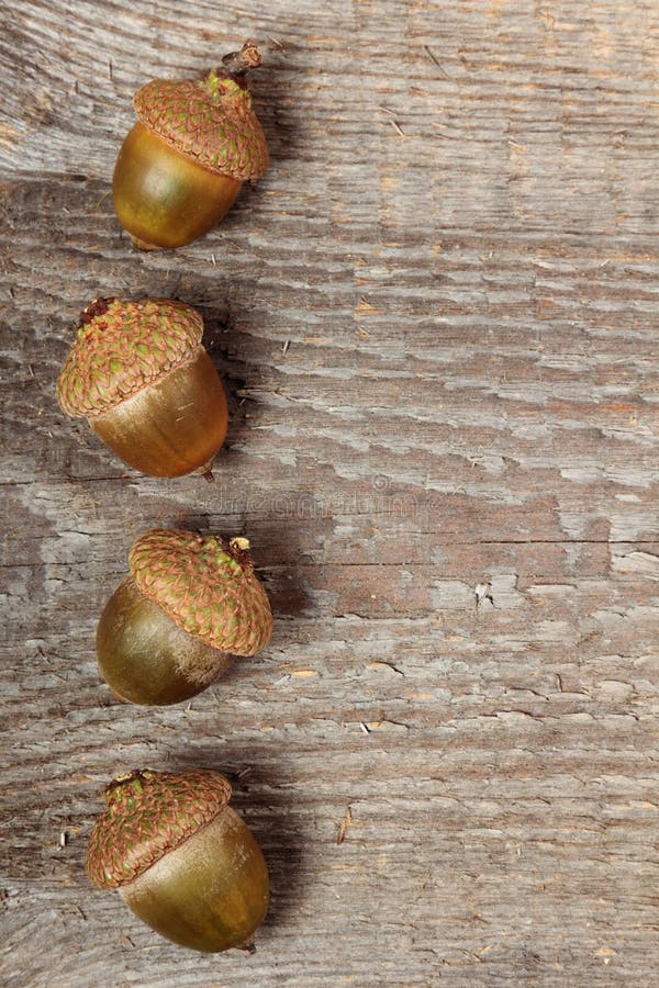 Acorns stock photo. Image of nature, wood, board, brown - 44669066