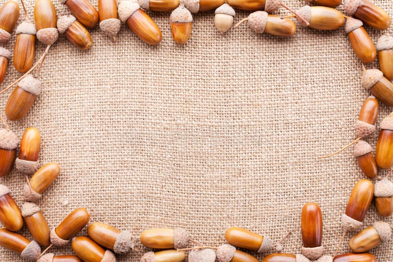 Acorns frame stock image. Image of food, november, autumn - 22155911