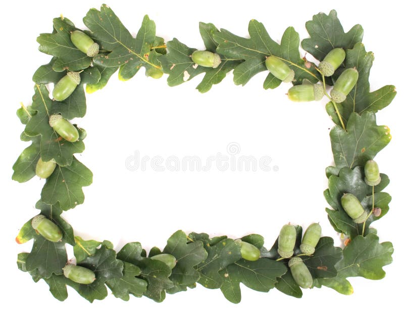 Acorns frame stock image. Image of white, wallpaper, frame - 3311297