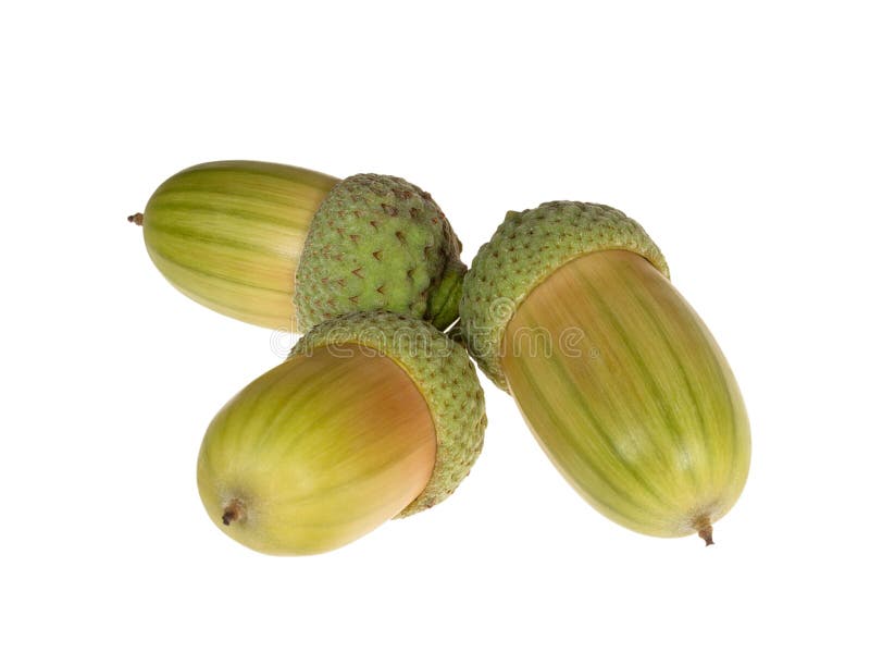 Acorns stock photo. Image of isolated, organic, background - 34359750