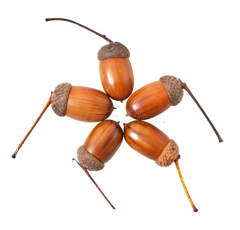 Acorns stock photo. Image of brown, nature, origins, dried - 34671640
