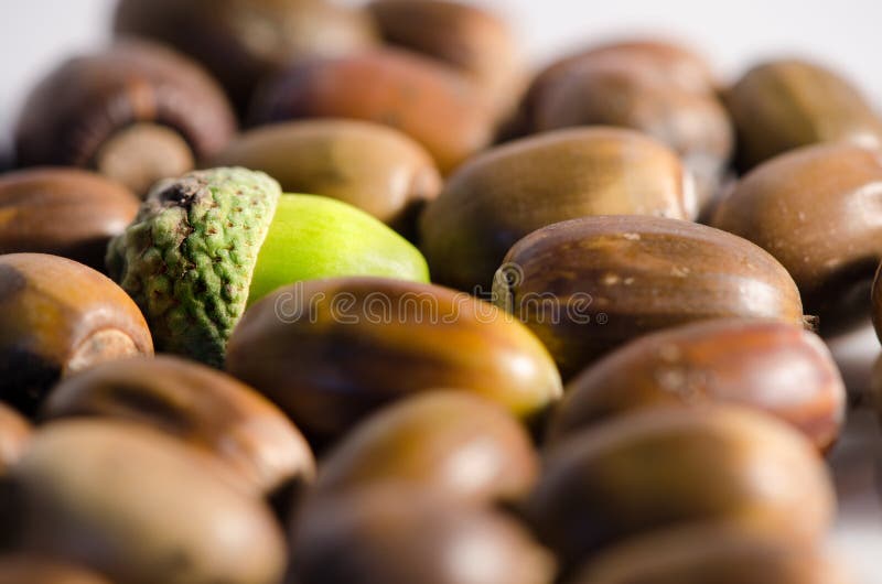 Acorns stock image. Image of color, botanical, close - 44400185