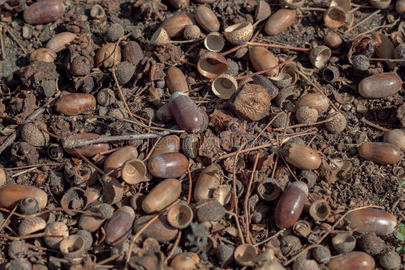 Composition Of Acorns And The Ground In The Autumn Forest Stock Photo ...