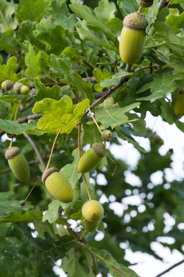 Acorns Hanging on a Young Oak Tree Stock Photo - Image of park, wood ...