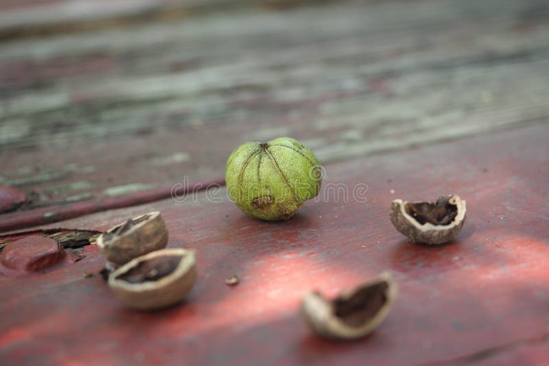 The Acorns Have Started Falling from the Trees in Late Summer. Stock ...