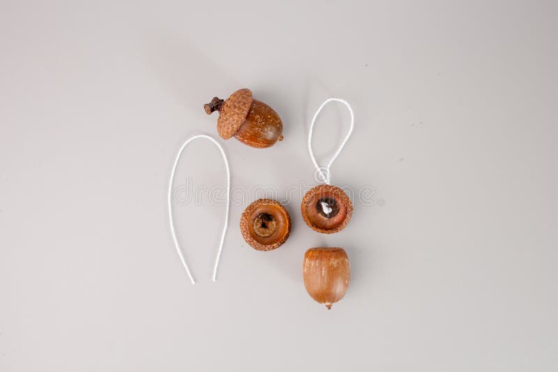 Acorns and Its Caps Arranged in Grey Background. Acorn Caps with White ...