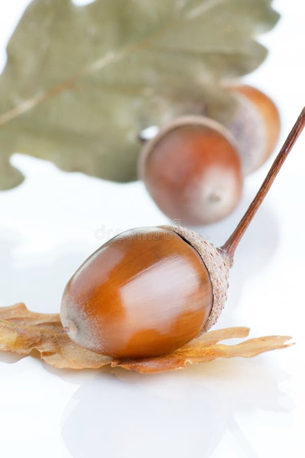 Acorns with leaves stock photo. Image of background, nature - 10951304