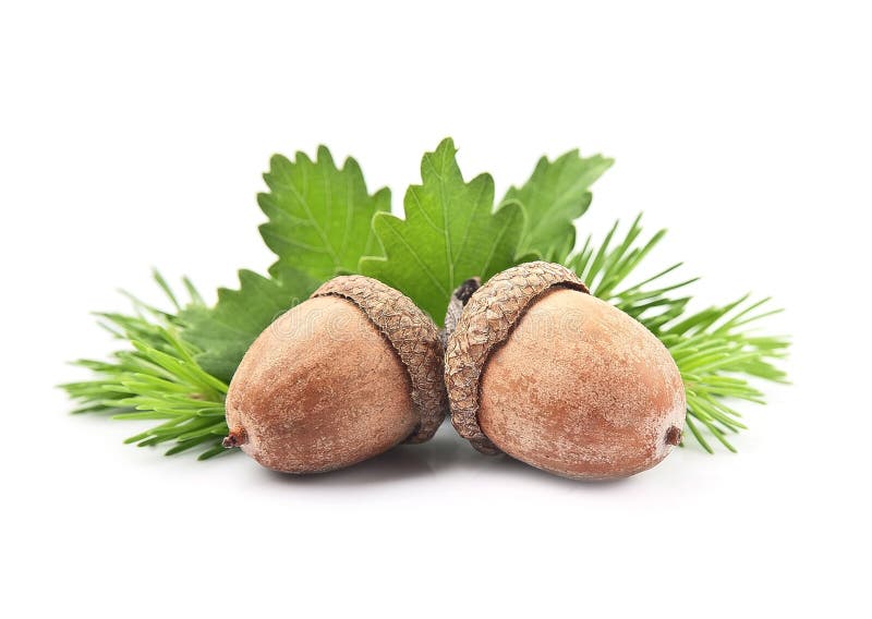Acorns with Leaves and Young Spruce Branch Stock Image - Image of ...
