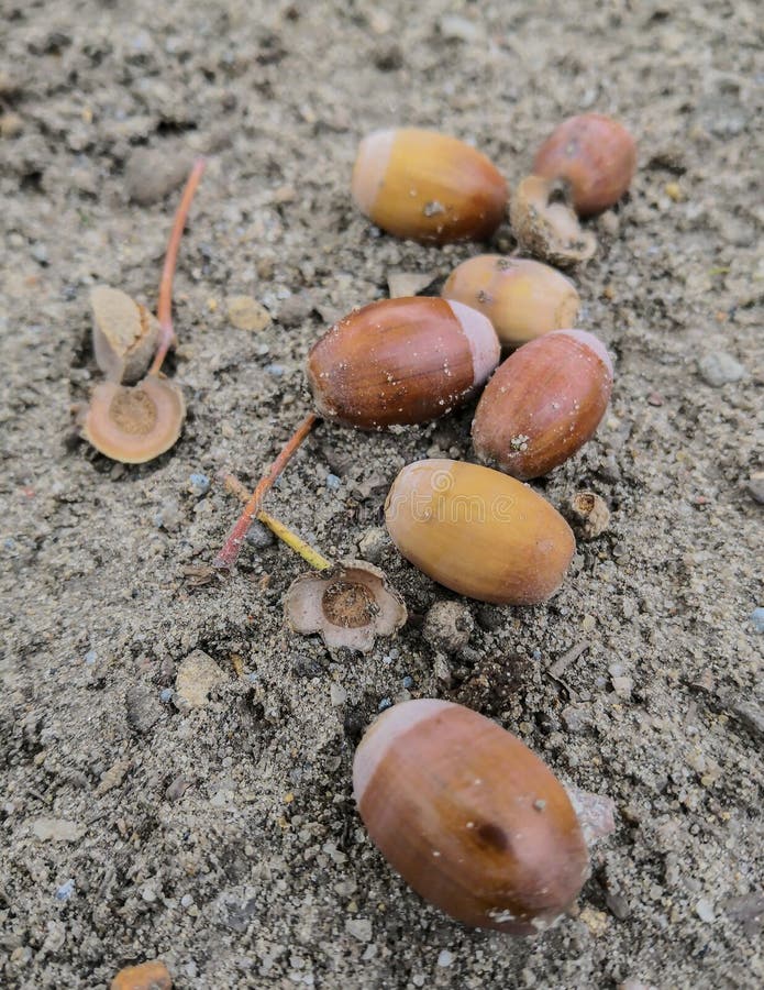 Acorns are Lying on a Sandy Bottom Stock Image - Image of wood, autumn ...